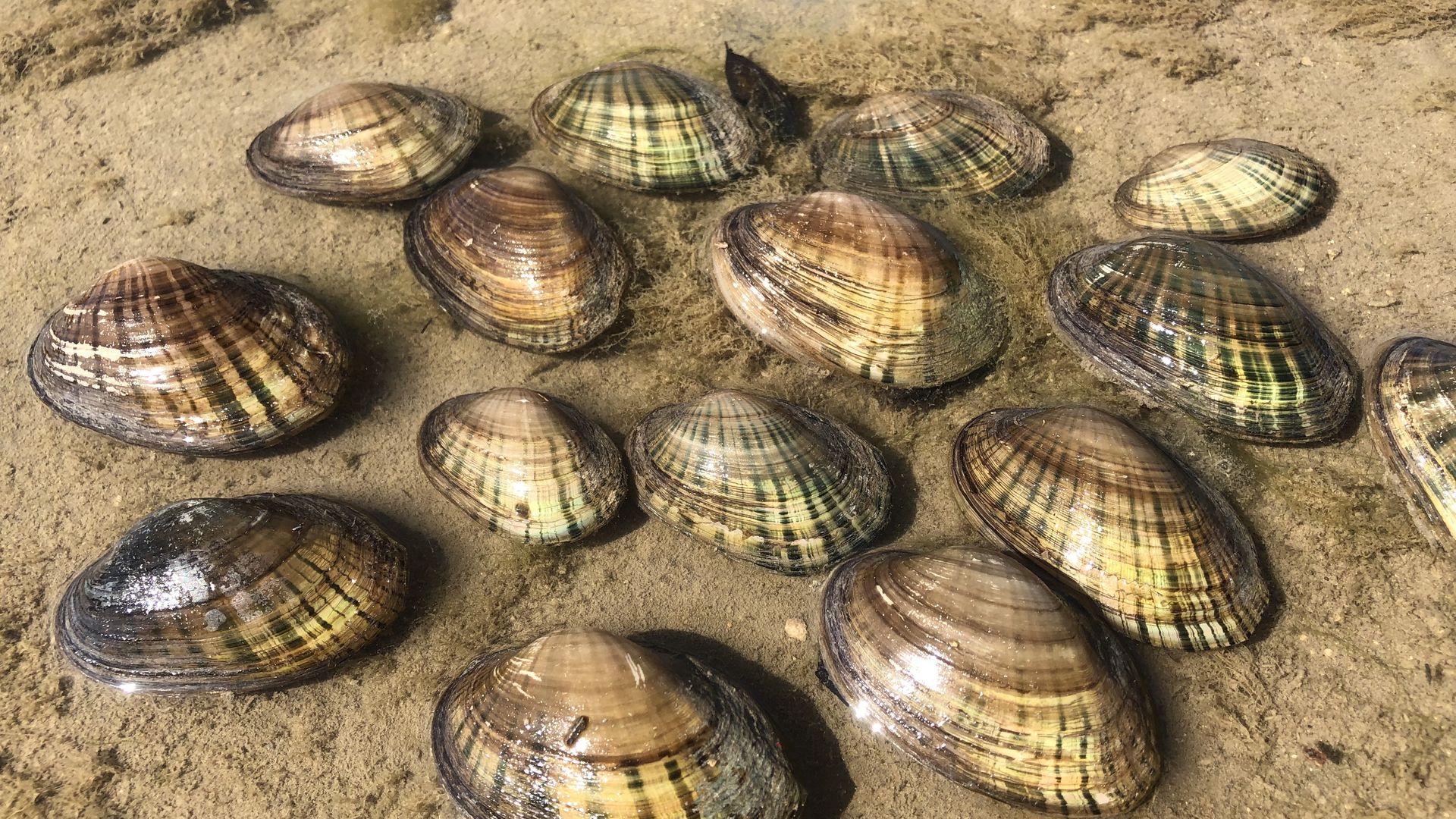 Central Texas mussels get endangered designation from Texas Parks ...