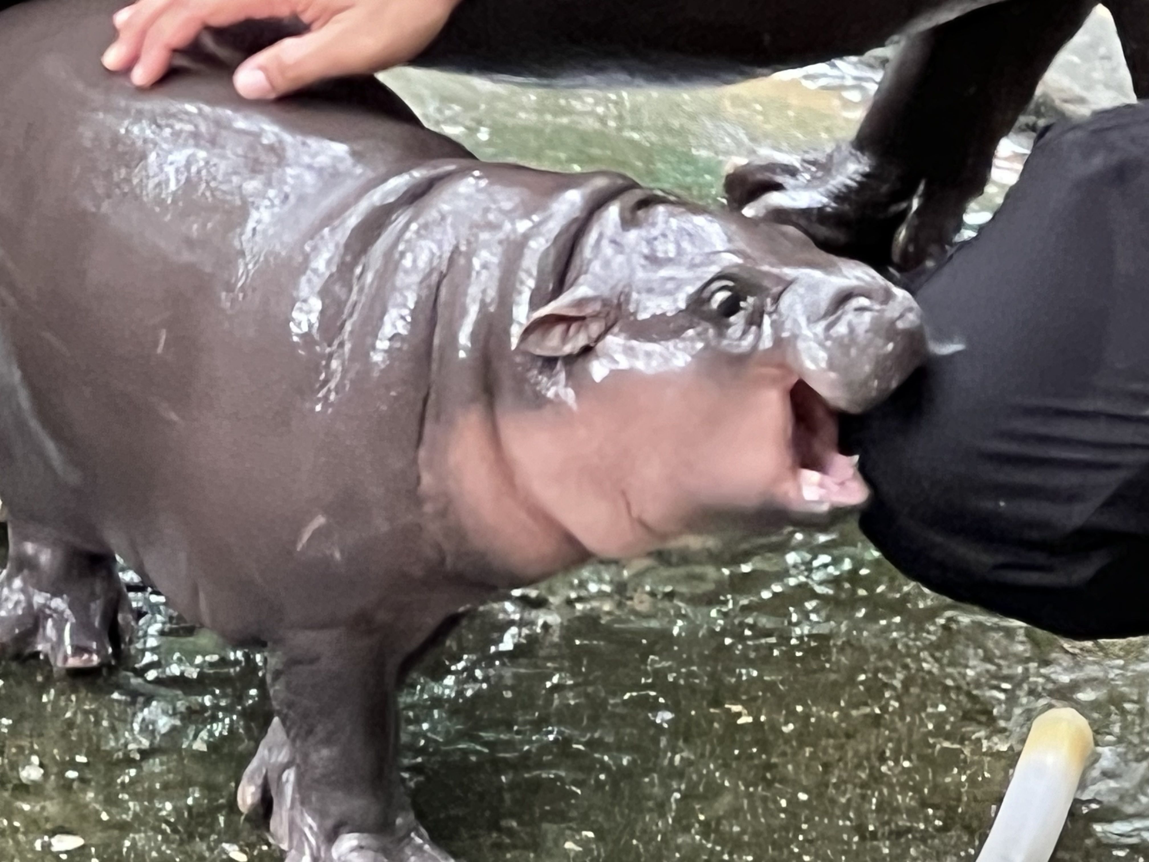 Moo Deng mania: Where to see baby pygmy hippos in the U.S.