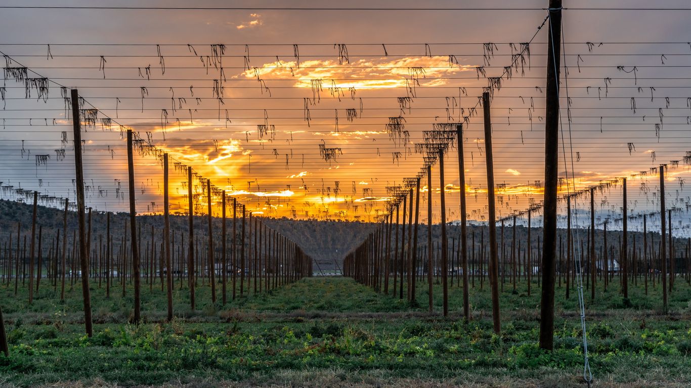 Hop farm in Colorado opens campground - Axios Denver