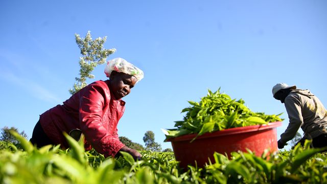 CVC Capital agrees to sell controversial tea farms in East Africa