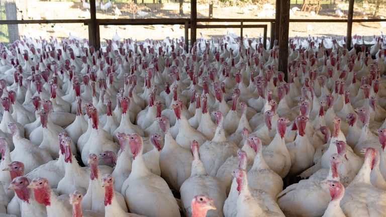 How America's turkey supply chain brings birds to your table