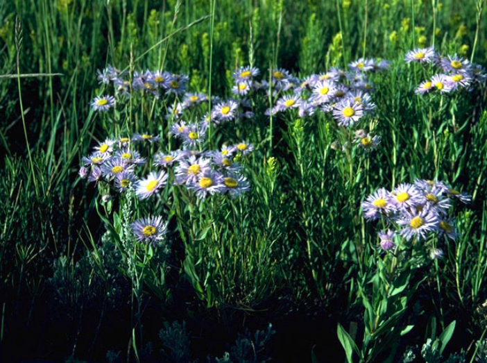 The best native plants for gardening in Denver - Axios Denver