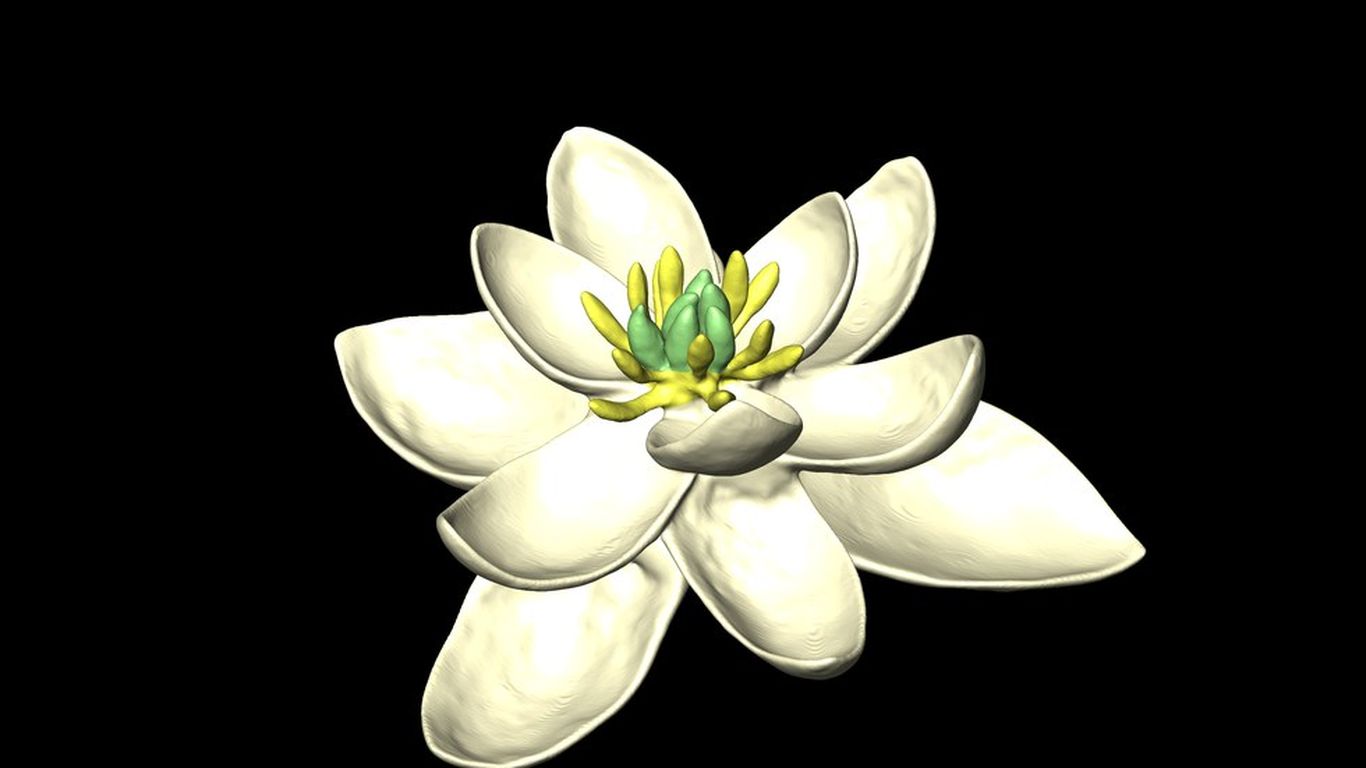 Scientists may know what the first flower looked like