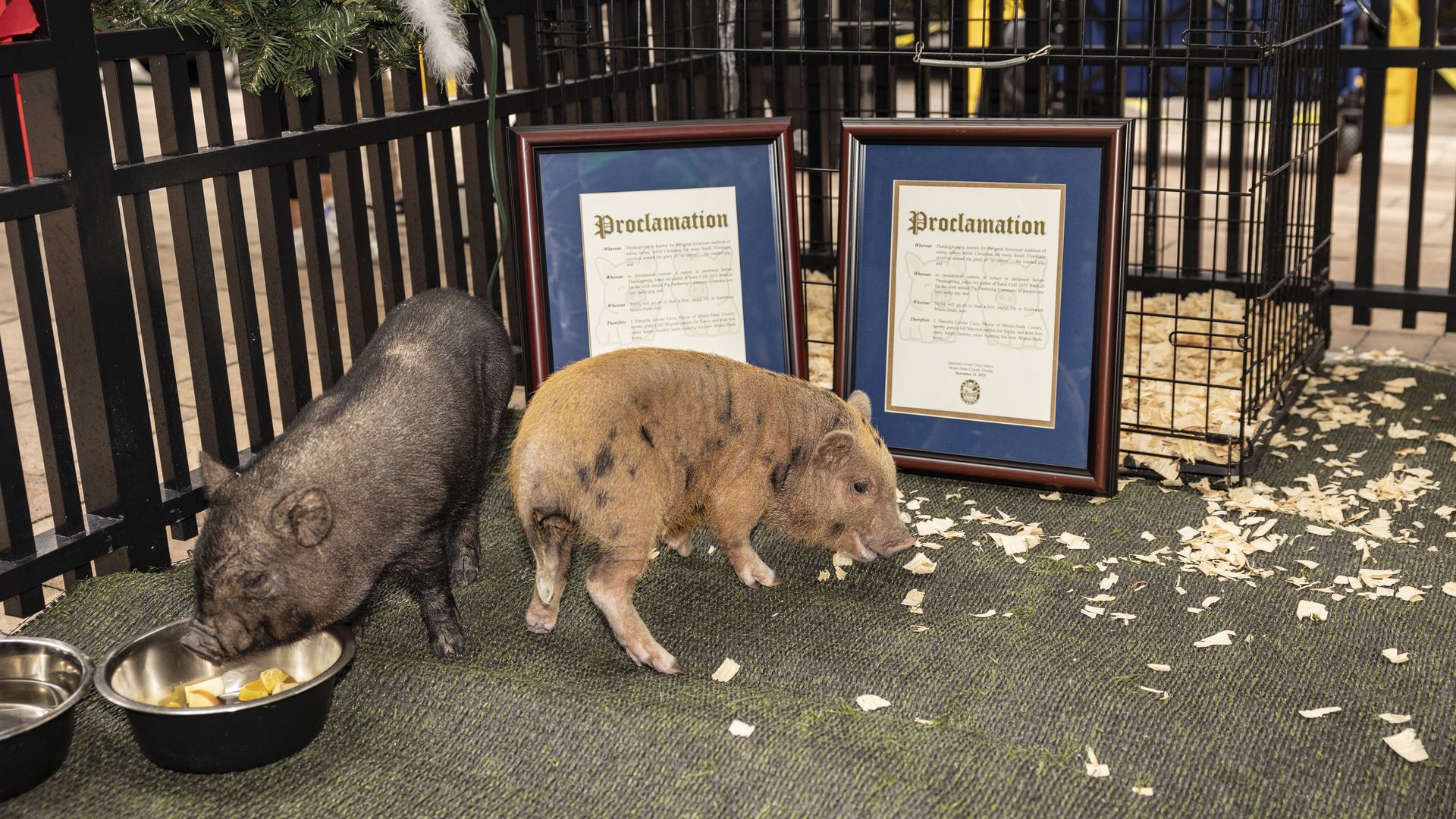 Why does Miami pardon pigs every Christmas? Inside the holiday ...