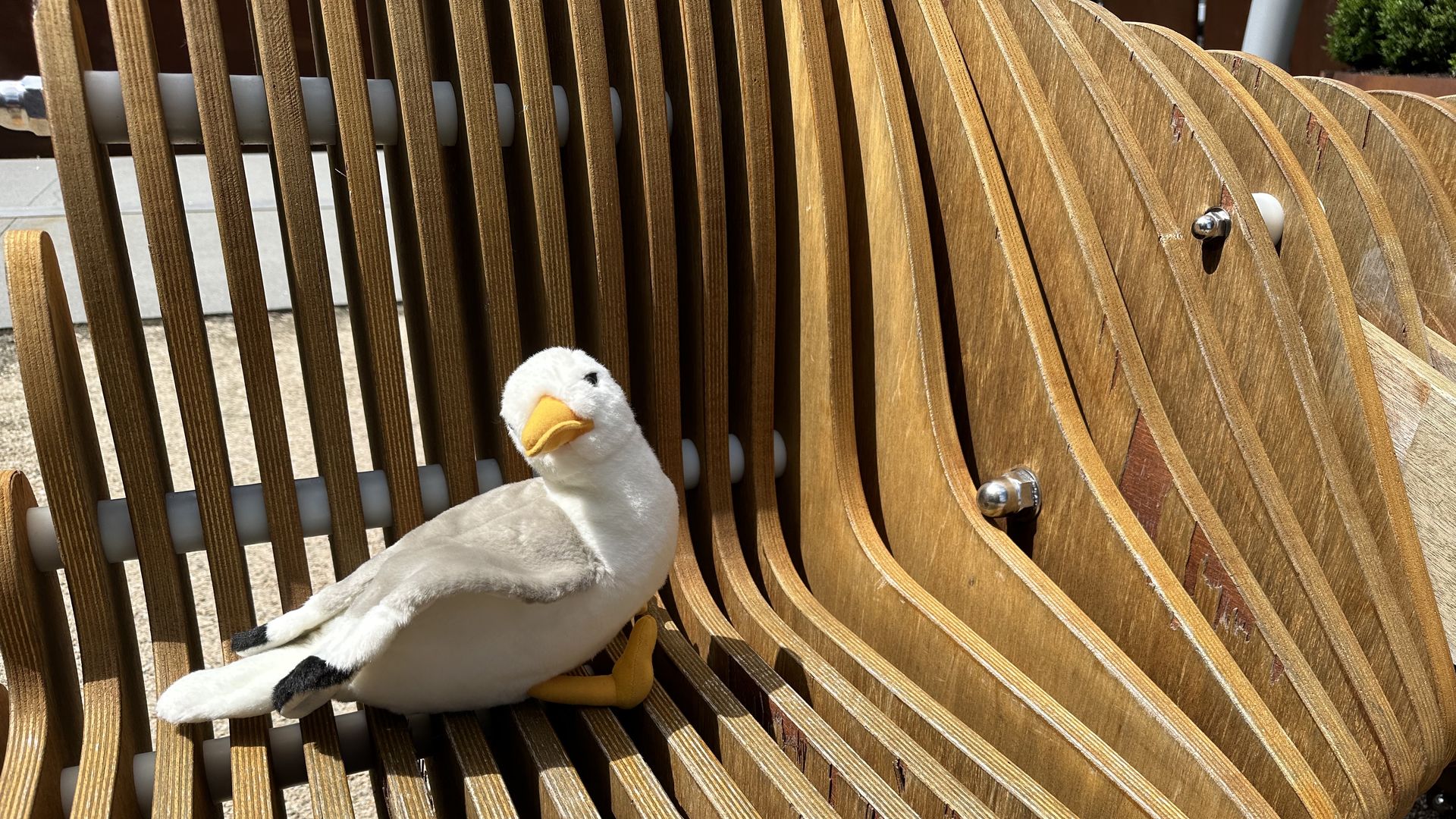 Where's Townie? - Axios Boston