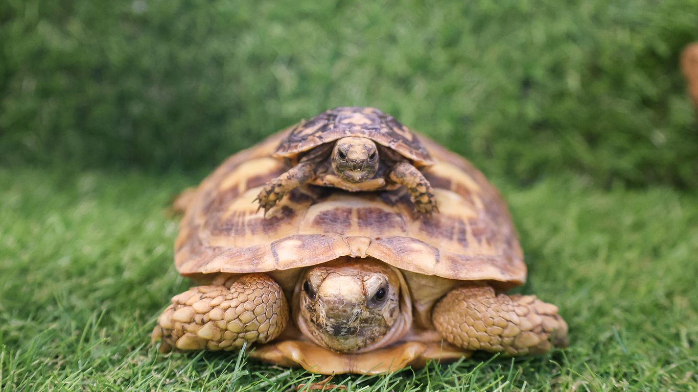 Denver Zoo reveals new name of baby pancake tortoise - Axios Denver