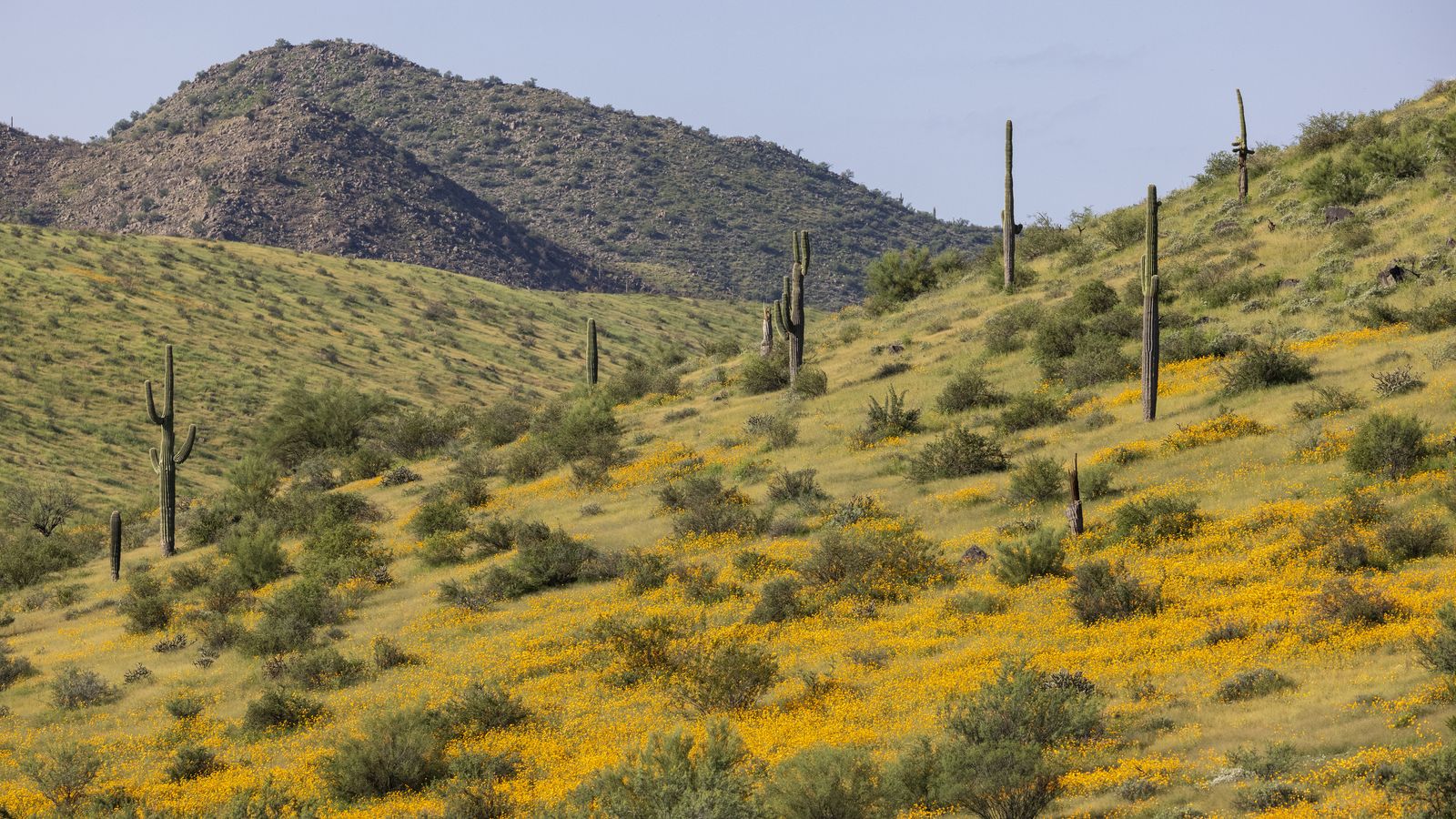 Arizona researchers hopeful spring 2023 brings a wildflower "super ...