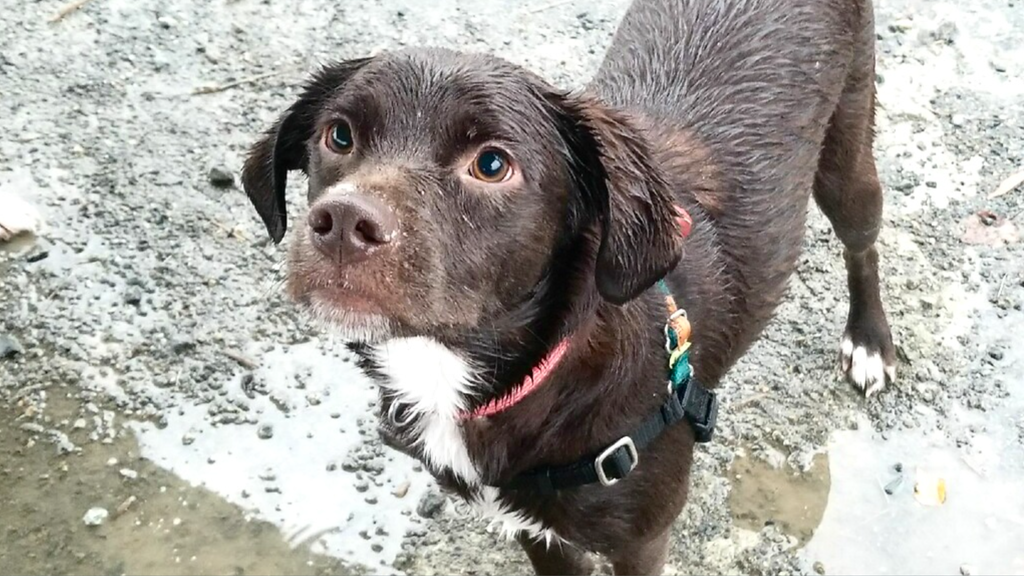 Sniffspot turns backyards into Airbnb-style dog parks - Axios Seattle