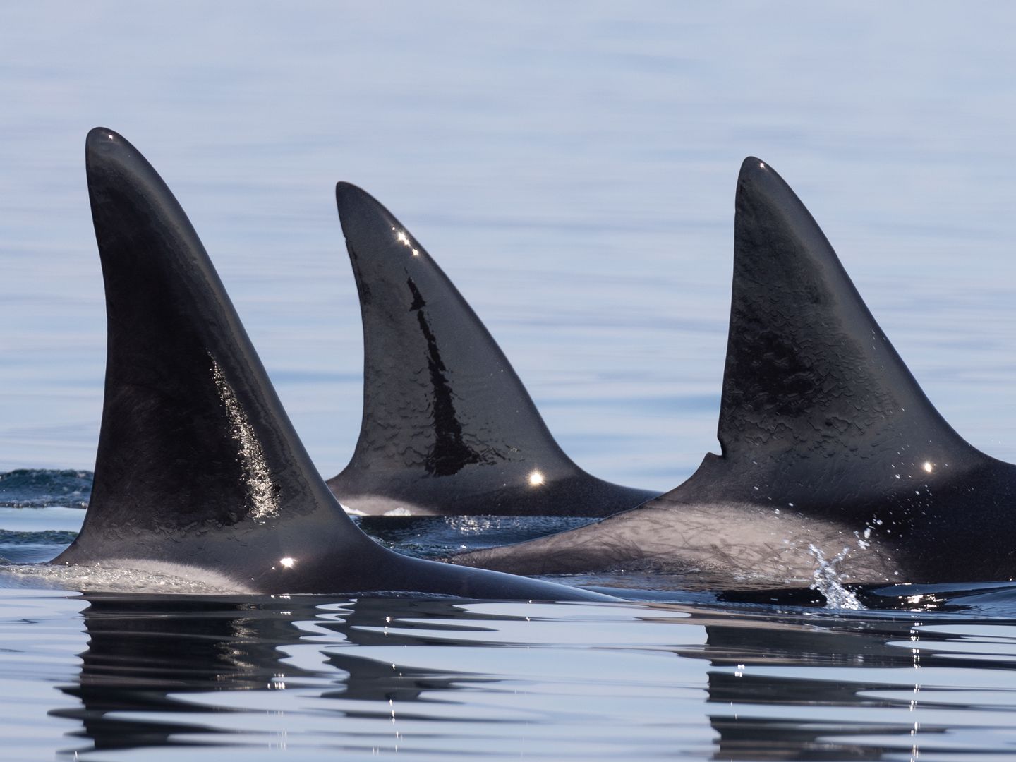 Giant Killer Whale