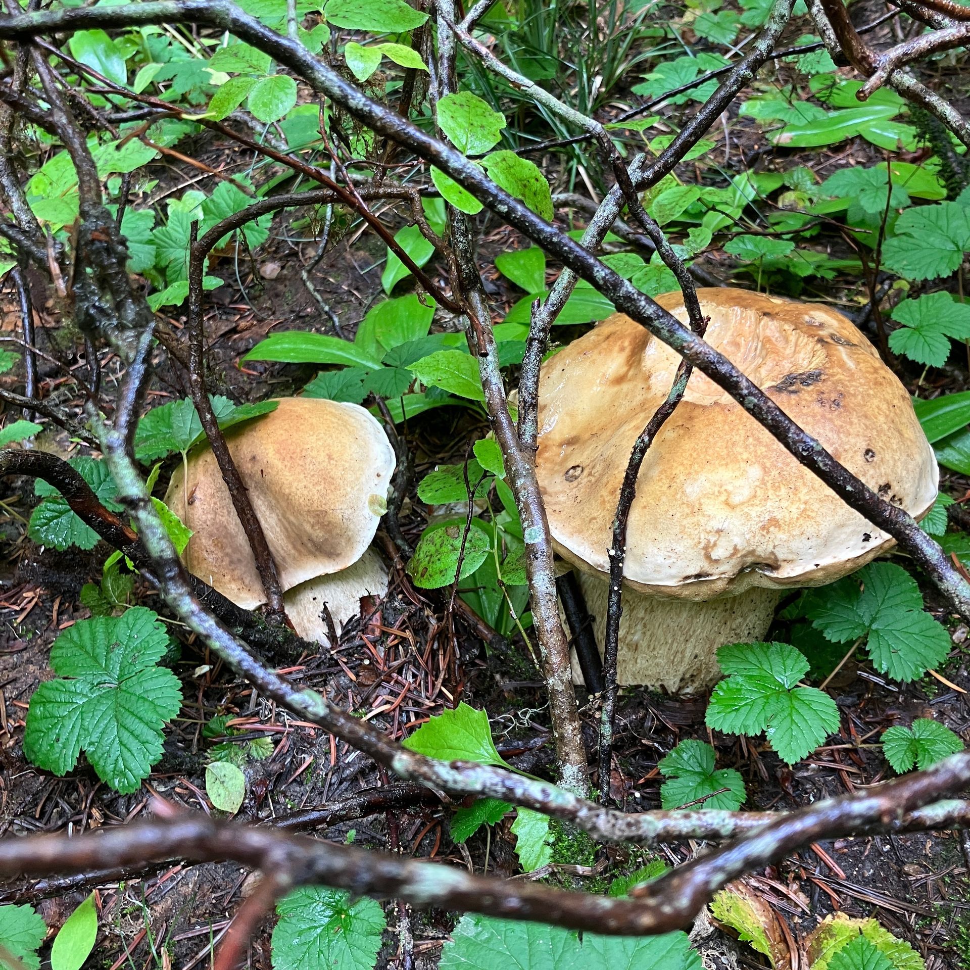 How To Identify Edible Wild Mushrooms