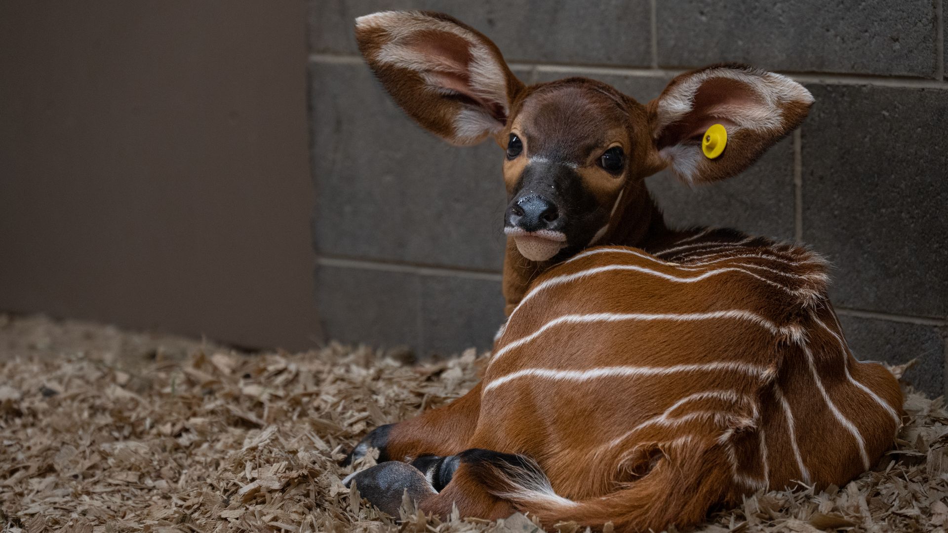 The baby critters Denver Zoo welcomed this year - Axios Denver
