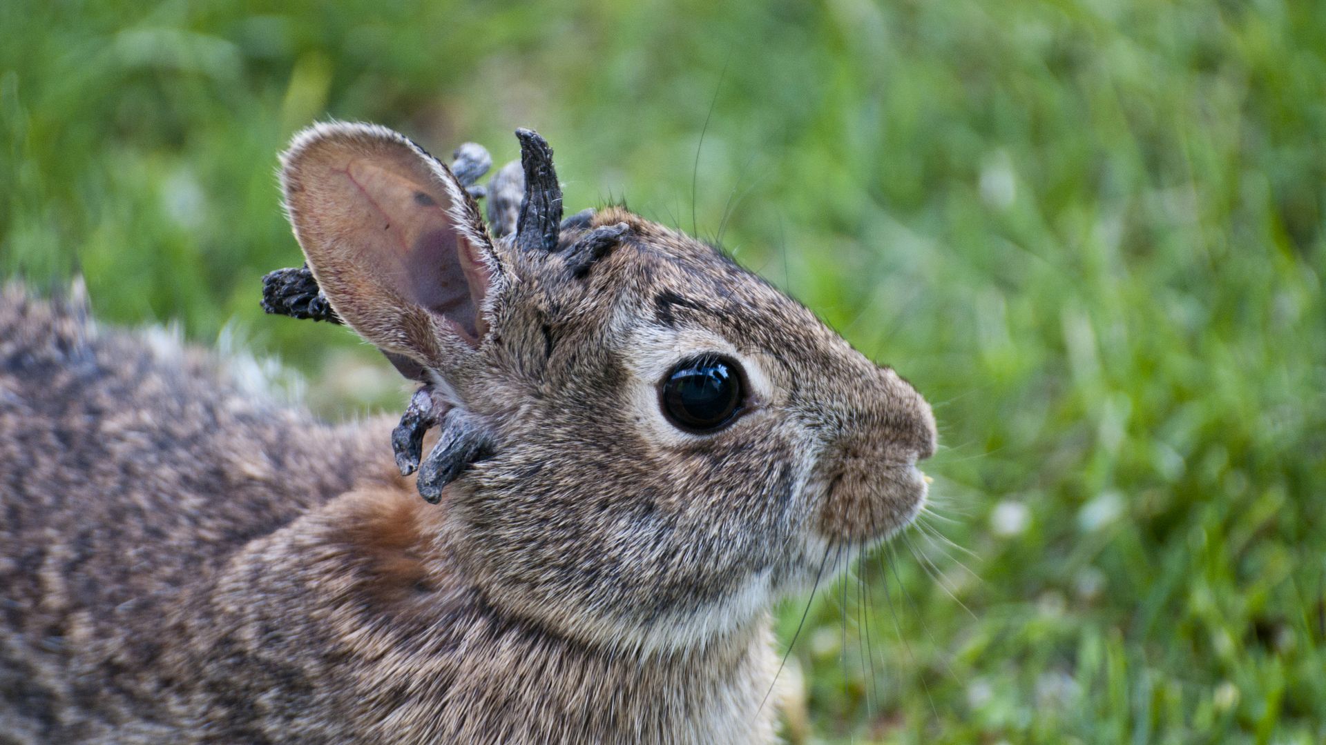 Bizarre rabbits spotted with horns, tentacles on their heads