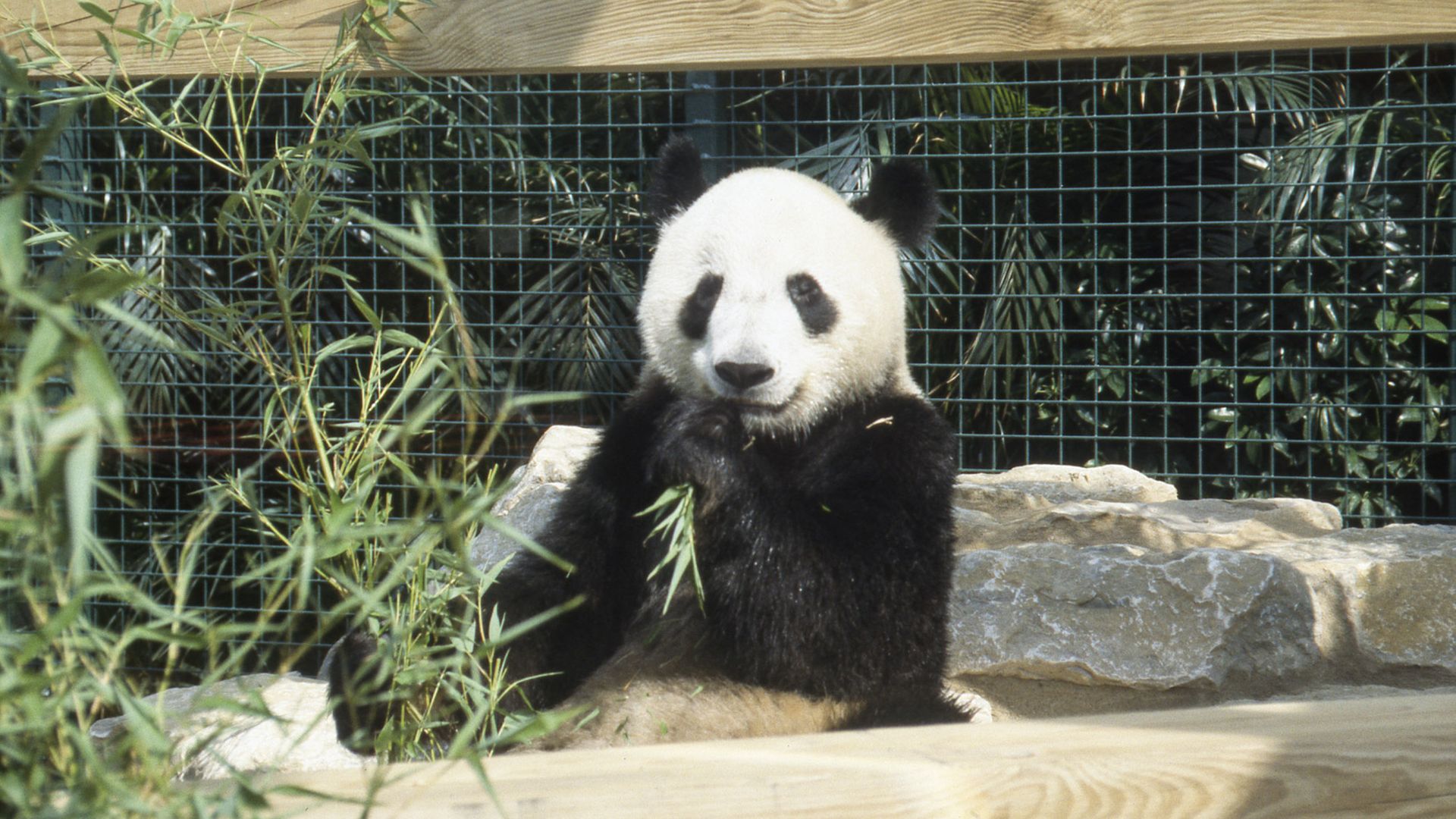 A look back on when the Columbus Zoo had pandas on display in 1992 ...