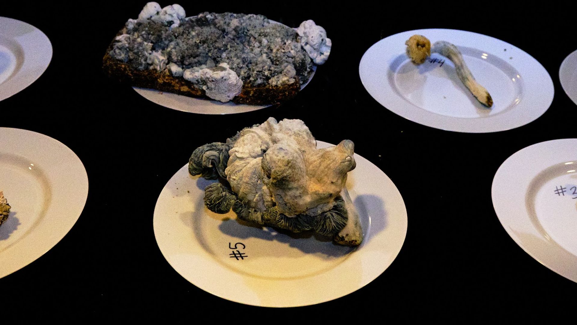 Denver's inaugural Psychedelic Cup shows growing popularity of magic ...