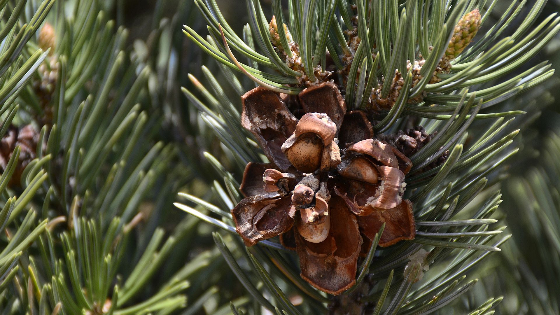 Pine Nuts Grow