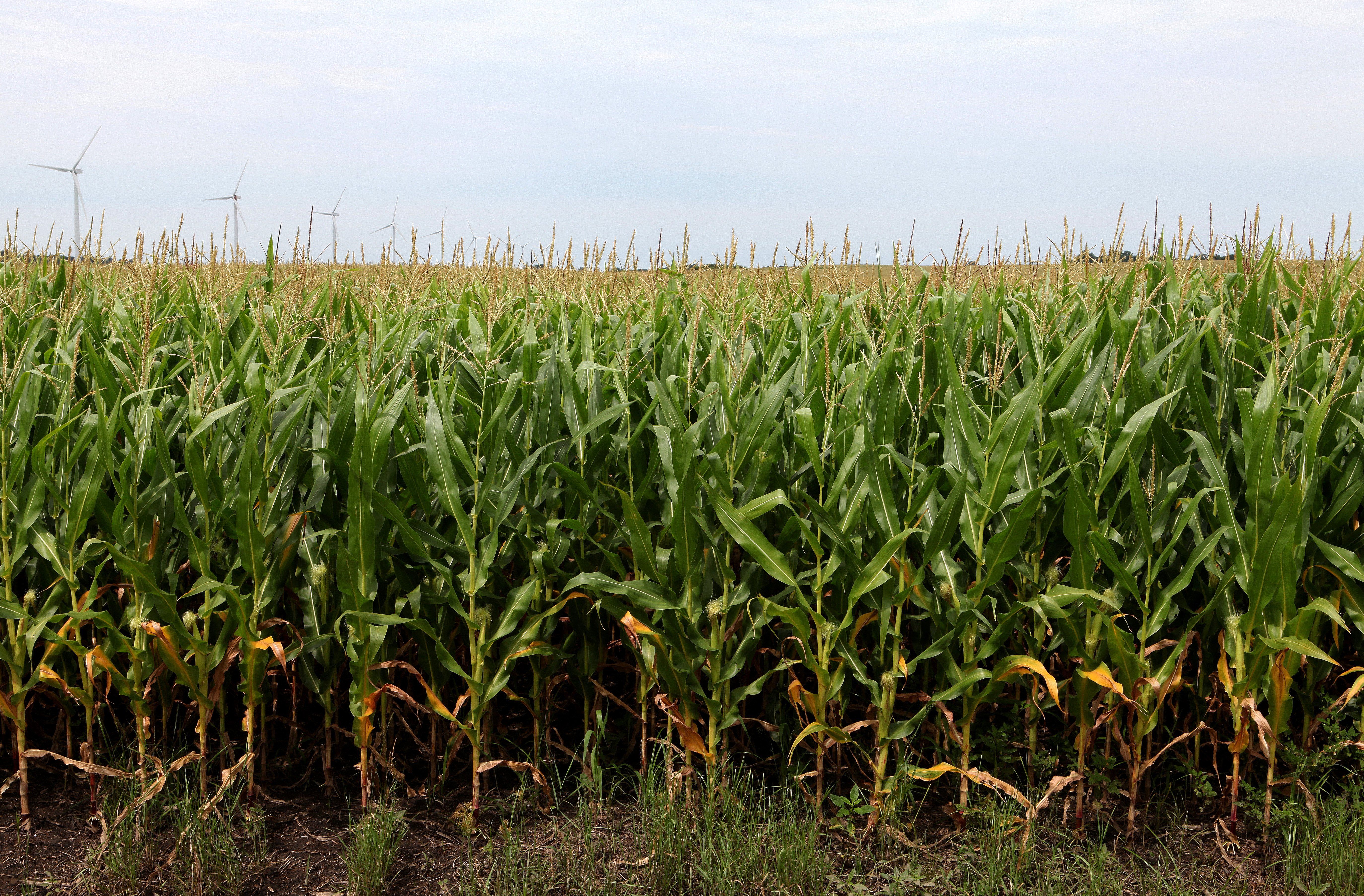 Trade war escalation: Midwest farmers face uncertain future - Axios Chicago