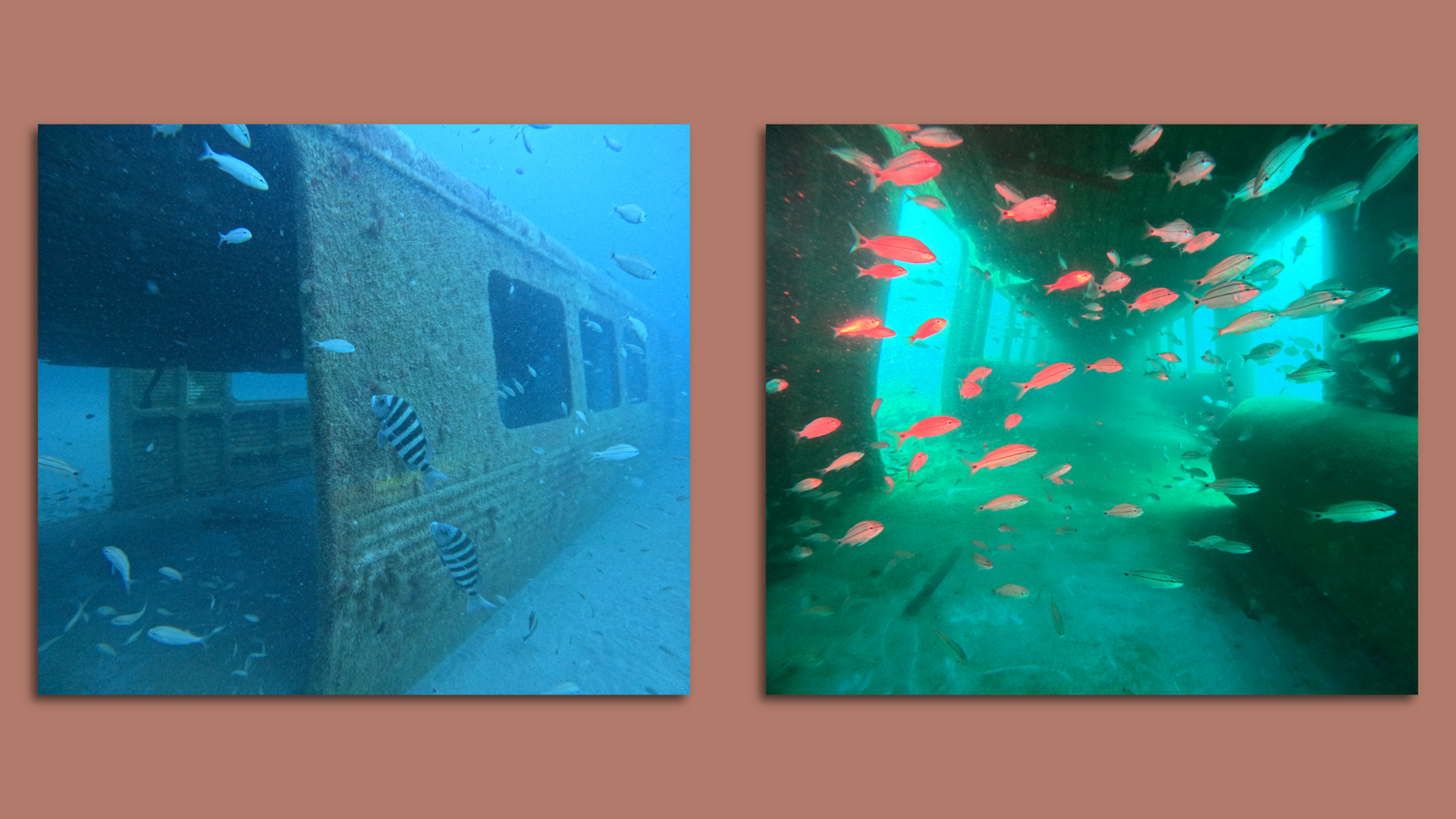 MARTA rail cars dumped in the ocean slowly become reef habitat - Axios ...