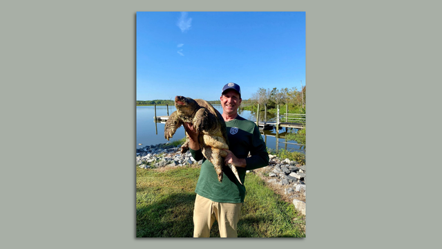 Largest snapping turtle on record in Virginia caught in Henrico - Axios ...