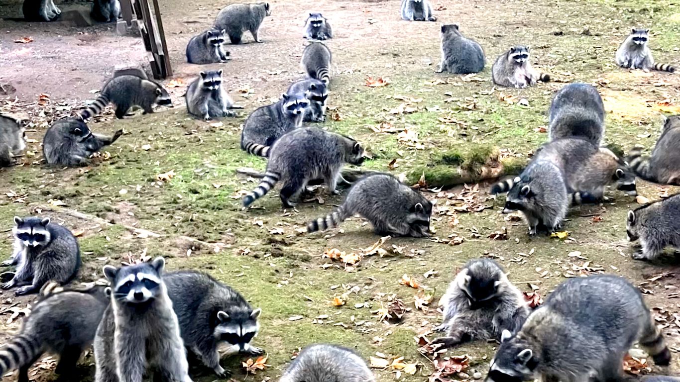 Washington state woman calls cops over raccoon mob - Axios Seattle
