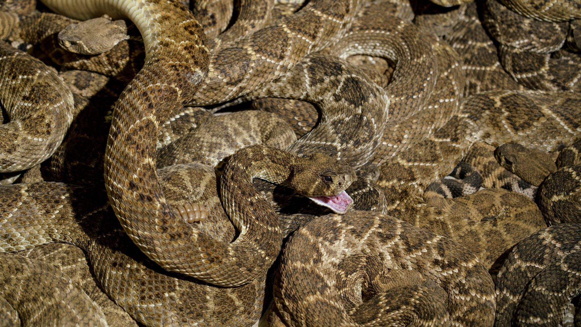 Springtime means more snake sightings in Texas - Axios San Antonio