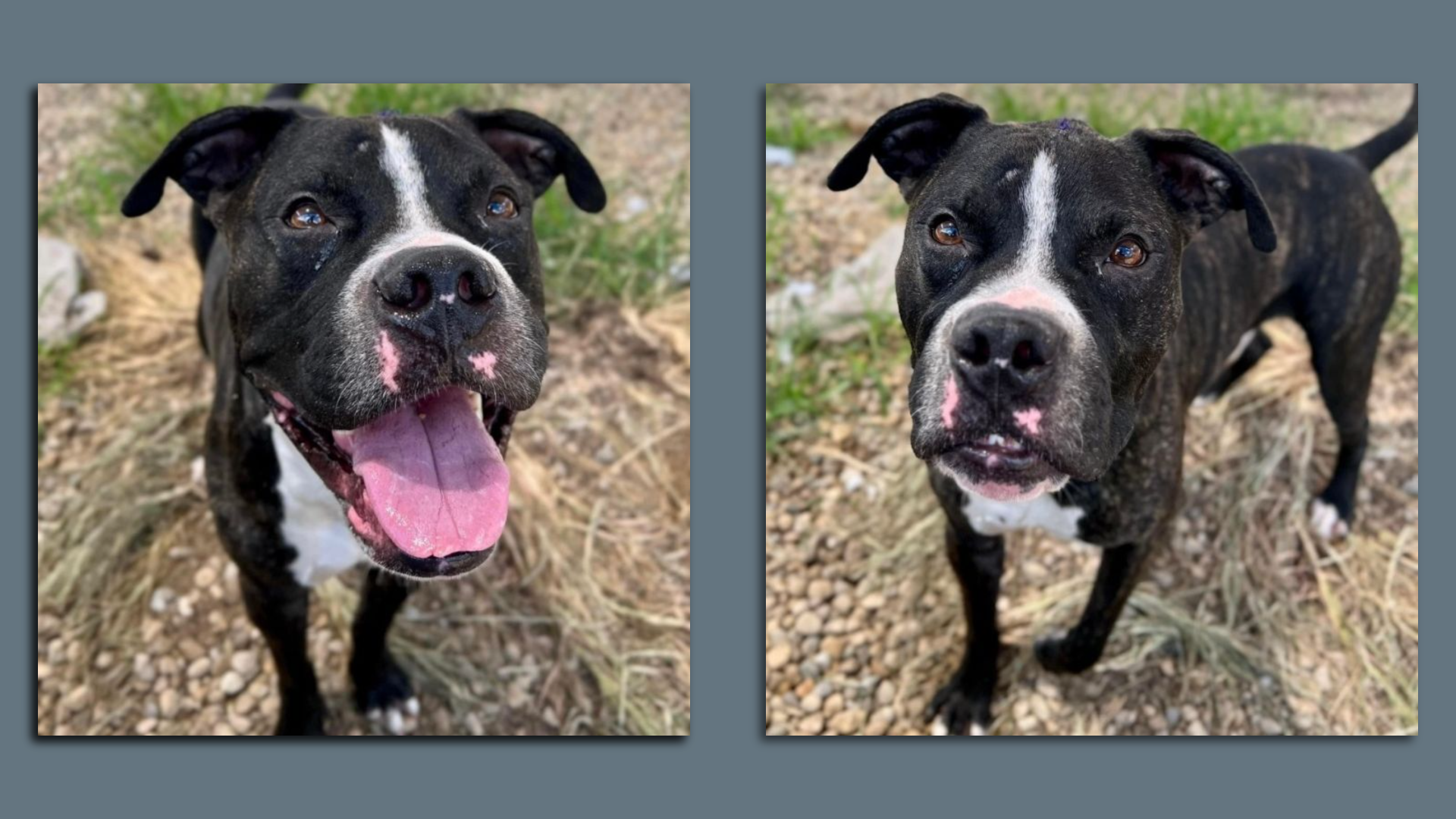 Adoptable dogs in Indianapolis: Meet Frankie! - Axios Indianapolis