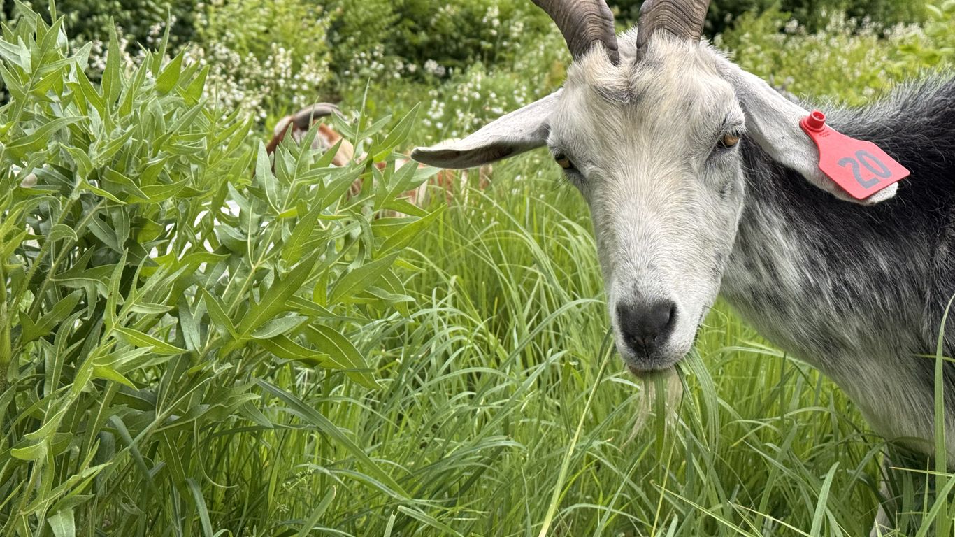 Goats return to clean up Kansas City's Berkley Riverfront - Axios ...