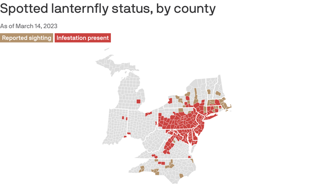 Lanternflies could be hatching in Michigan - Axios Detroit