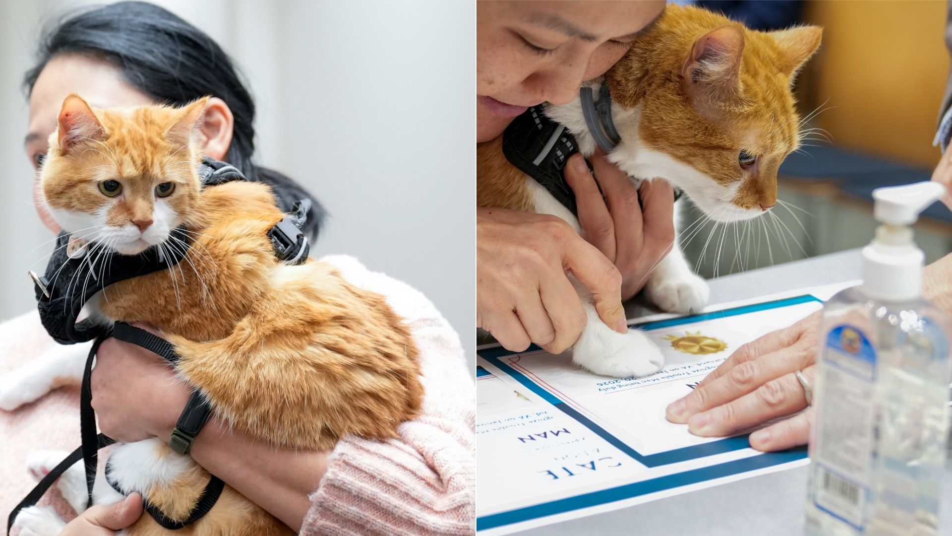 Ashland swears in a Golden Retriever as mayor - Axios Richmond