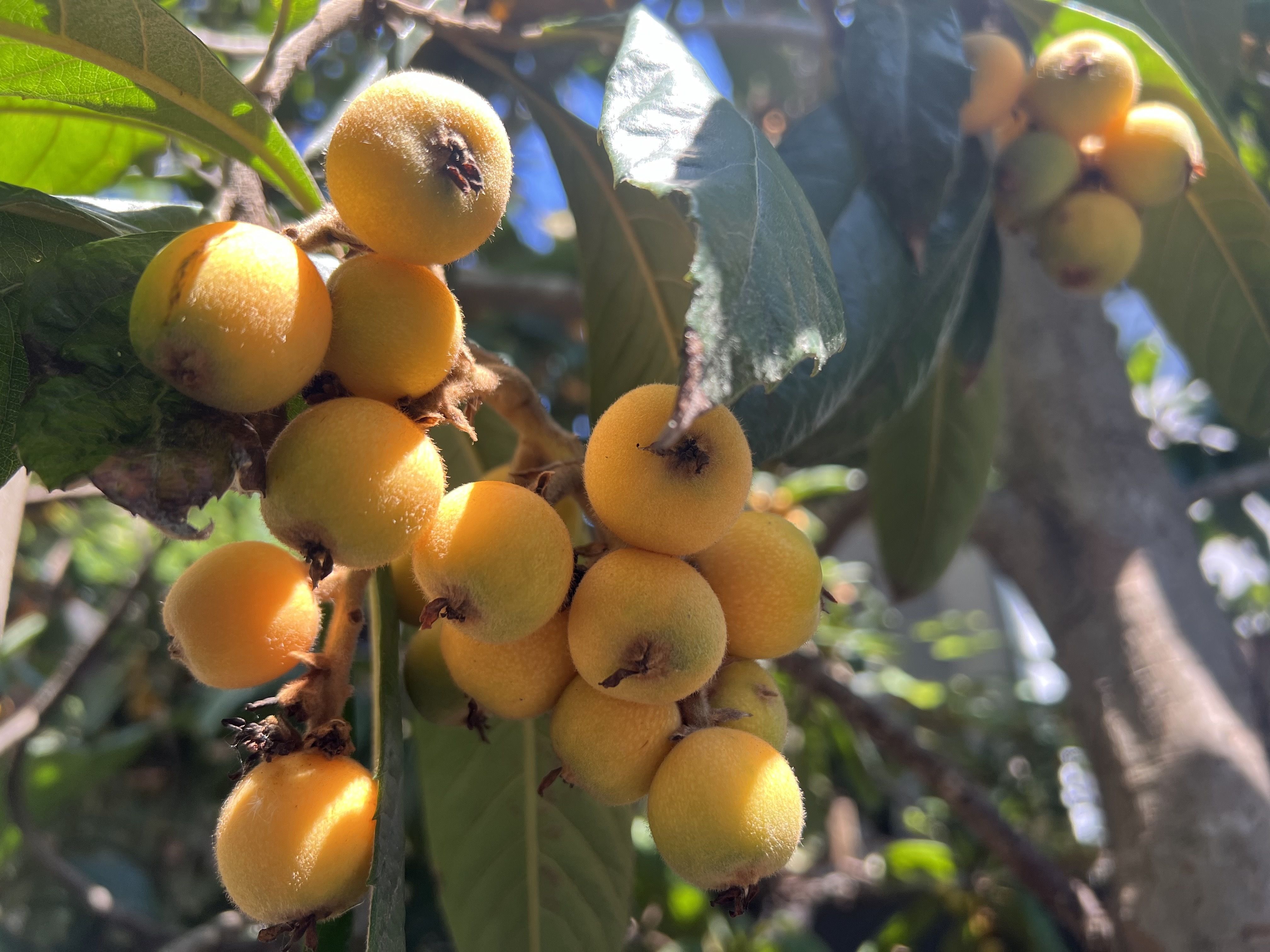 How to make loquat syrup in Austin - Axios Austin
