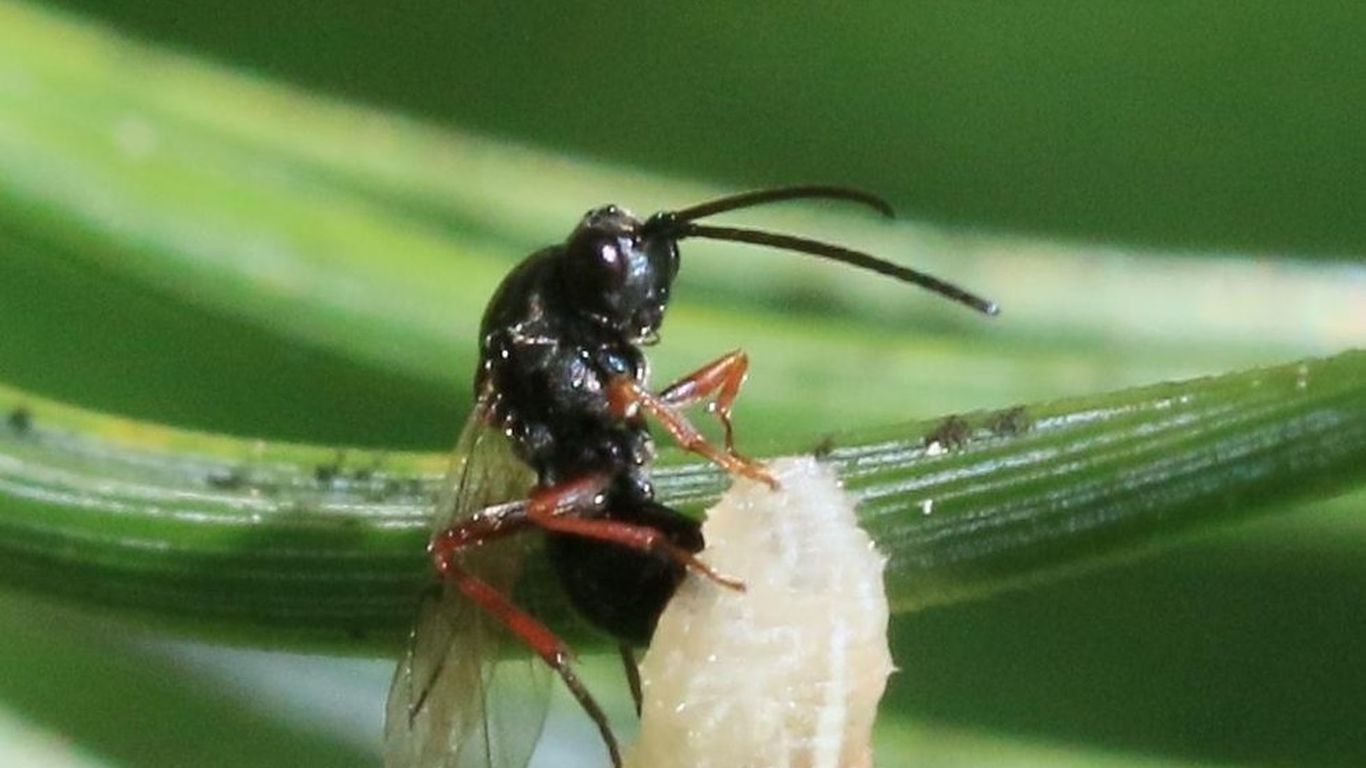 Wasp genes have a venomous side hustle