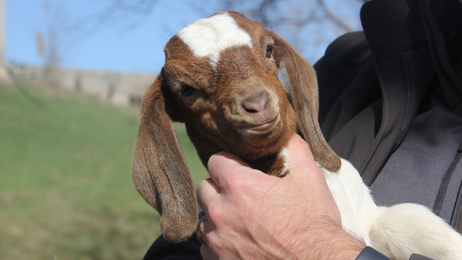 Baby goats join Clive Greenbelt program this spring - Axios Des Moines