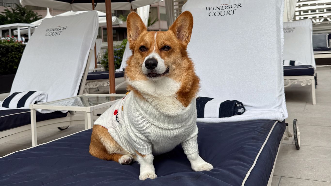 New Orleans hotel adds country's first concierge service for dogs ...