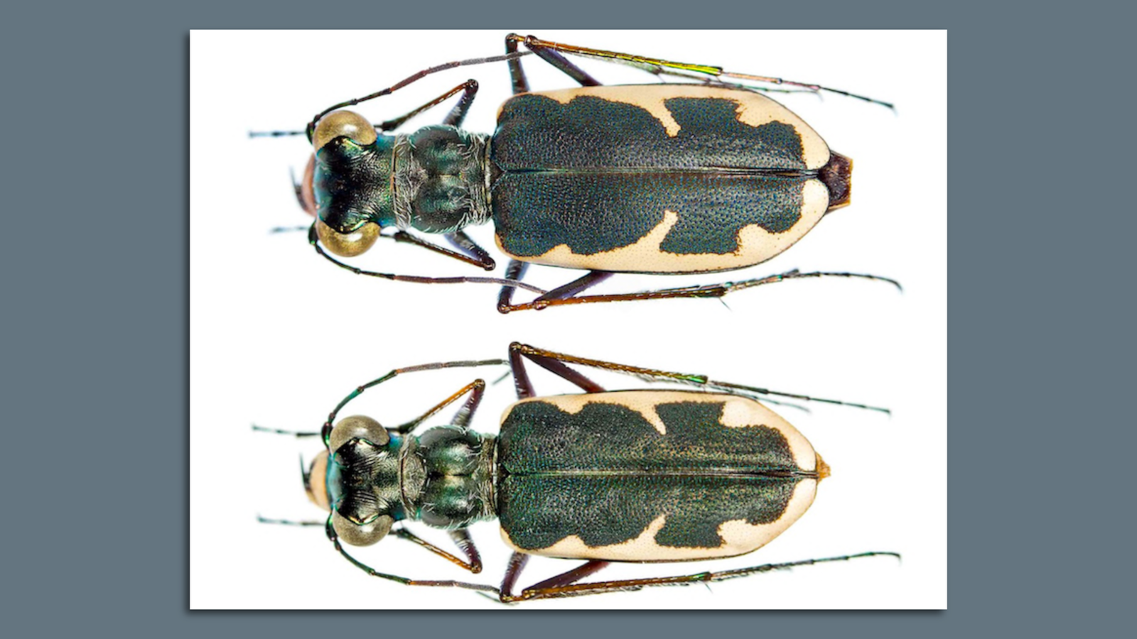 Texas Beetles Species