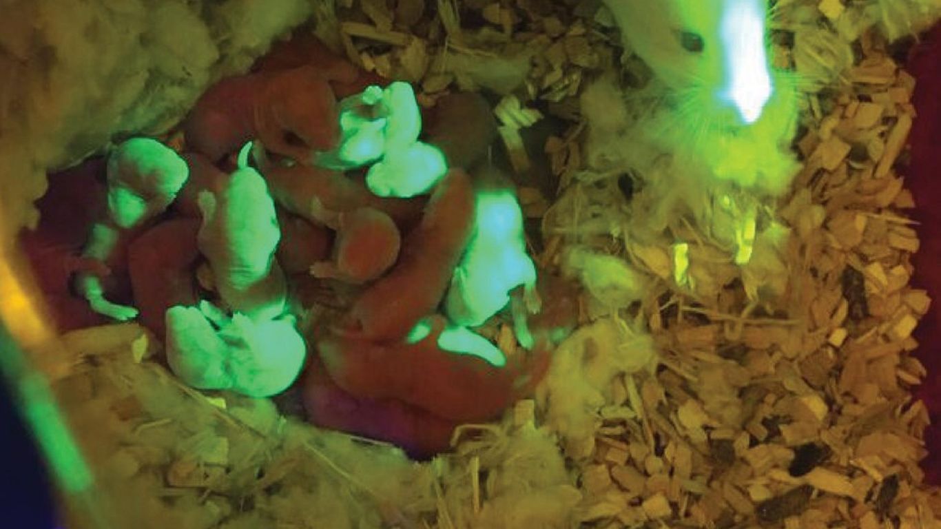 Mice with 3D-printed ovaries give birth