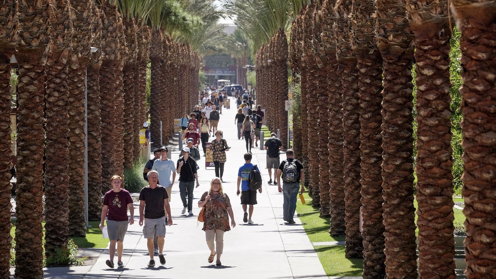 ASU's iconic Palm Walk is actually lined with date trees - Axios Phoenix