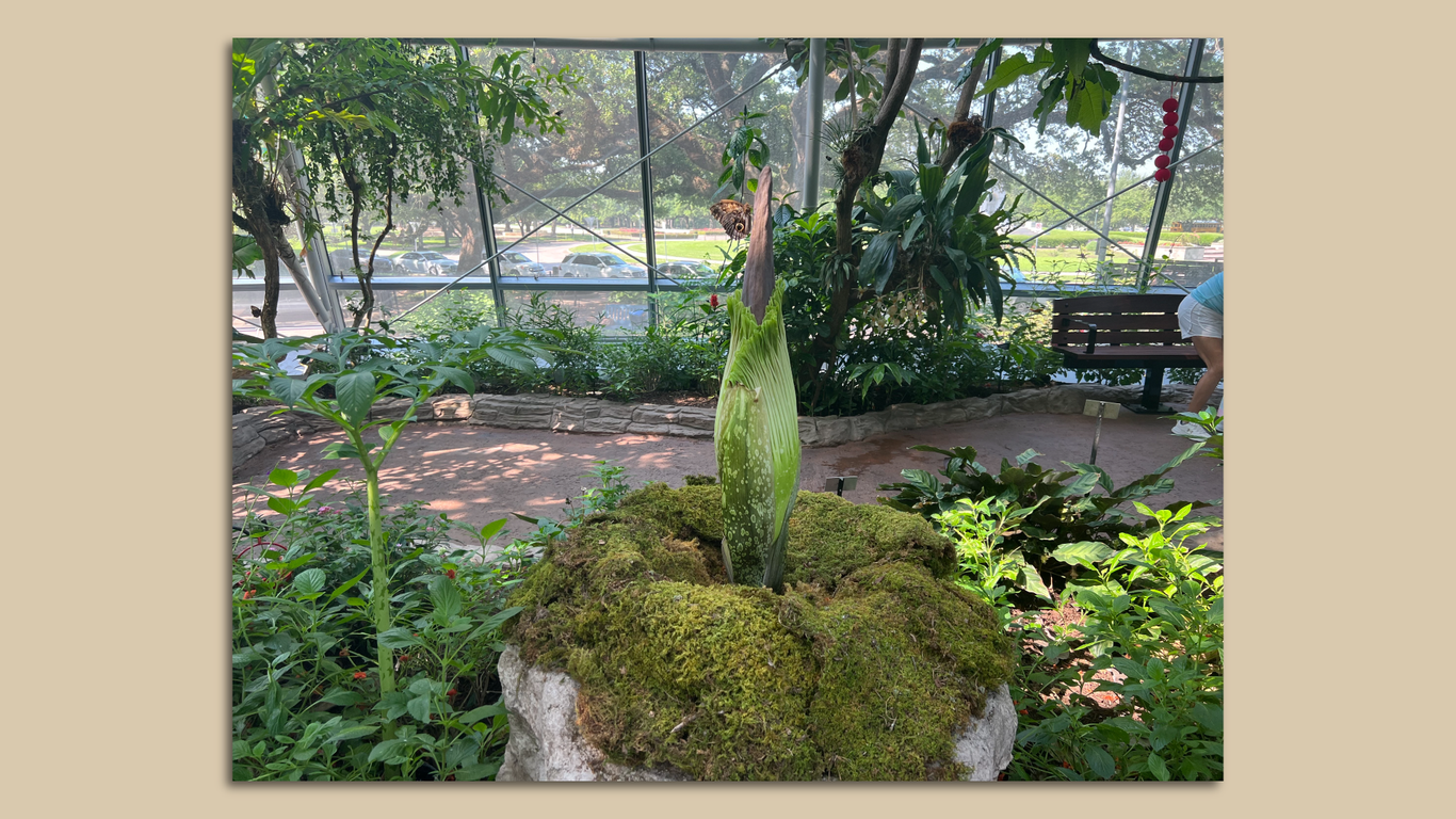 Houston's corpse flower to bloom soon at Museum of Natural Science ...