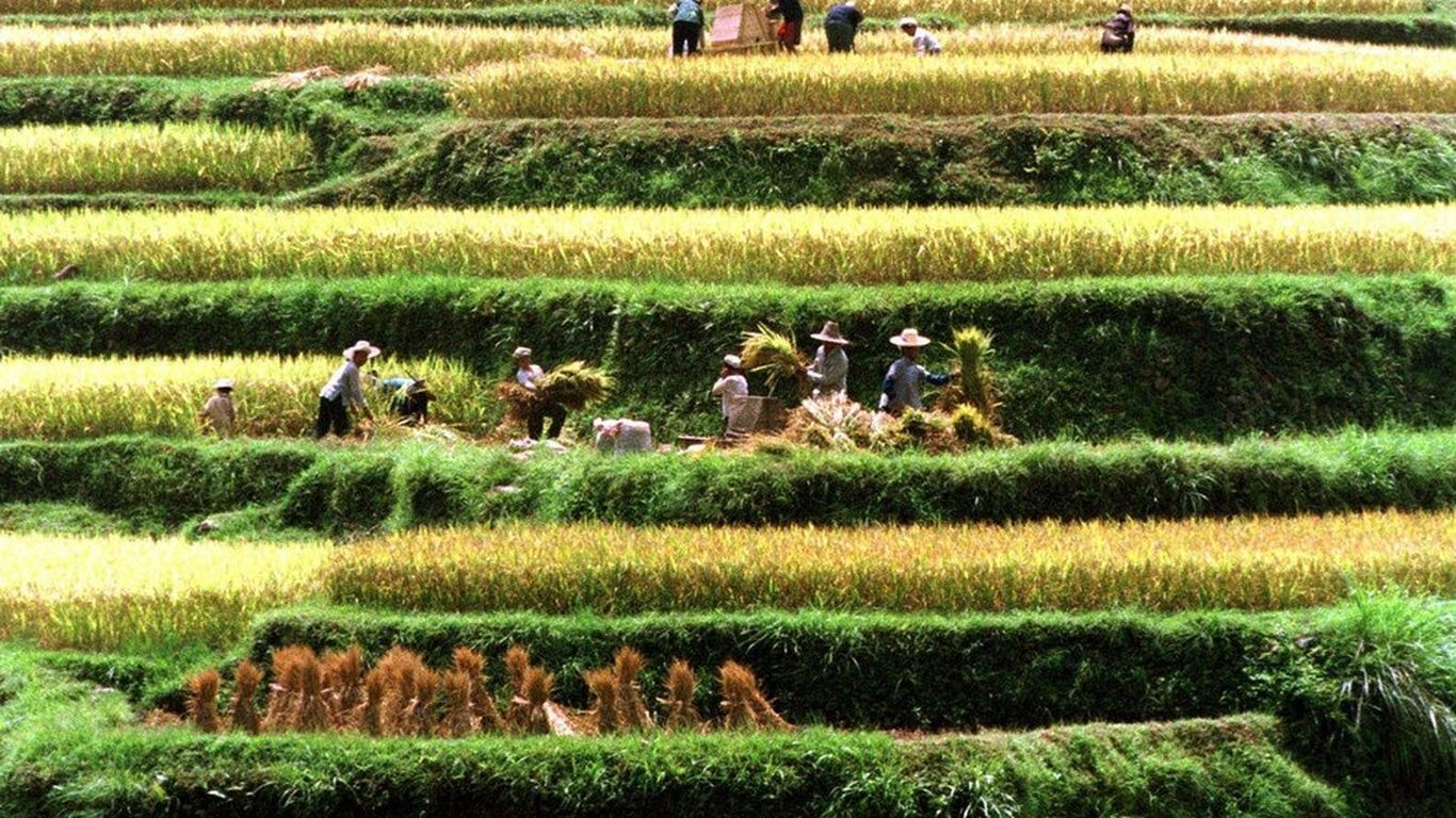 Rice was first farmed in China 9400 years ago