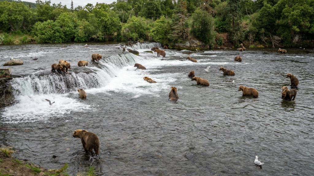How to watch Katmai National Park's brown bears fatten up all summer ...