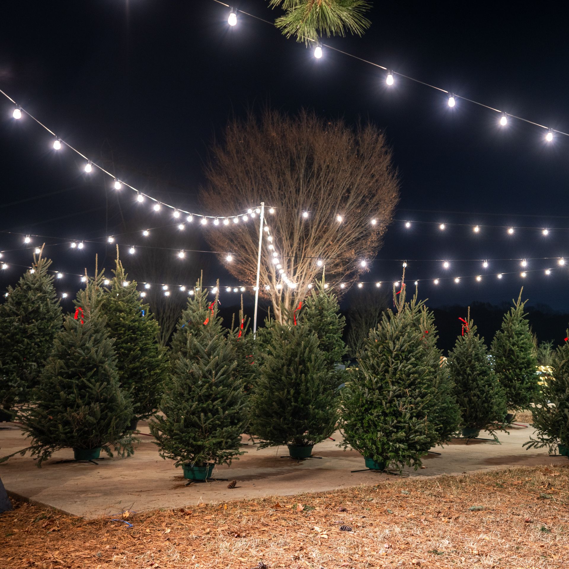Tree lot store