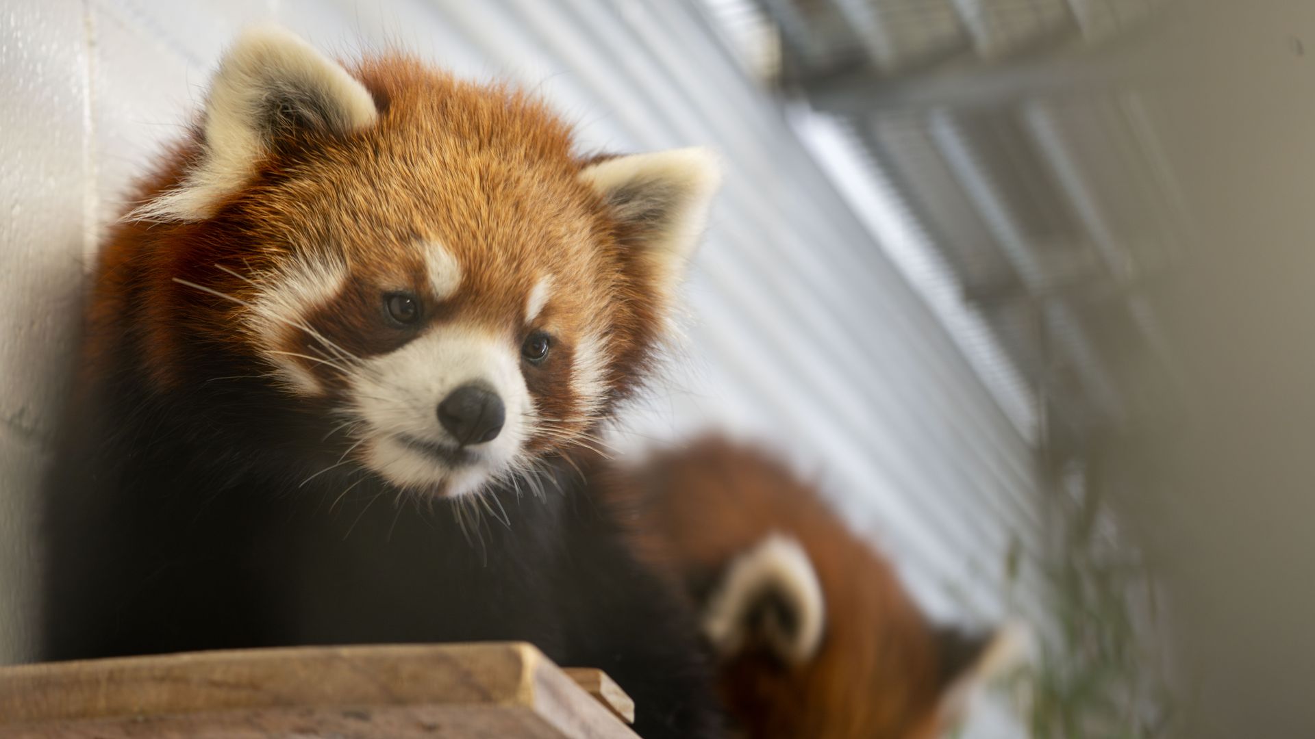 Red pandas are returning to Minnesota Zoo. Here's when. - Axios Twin Cities