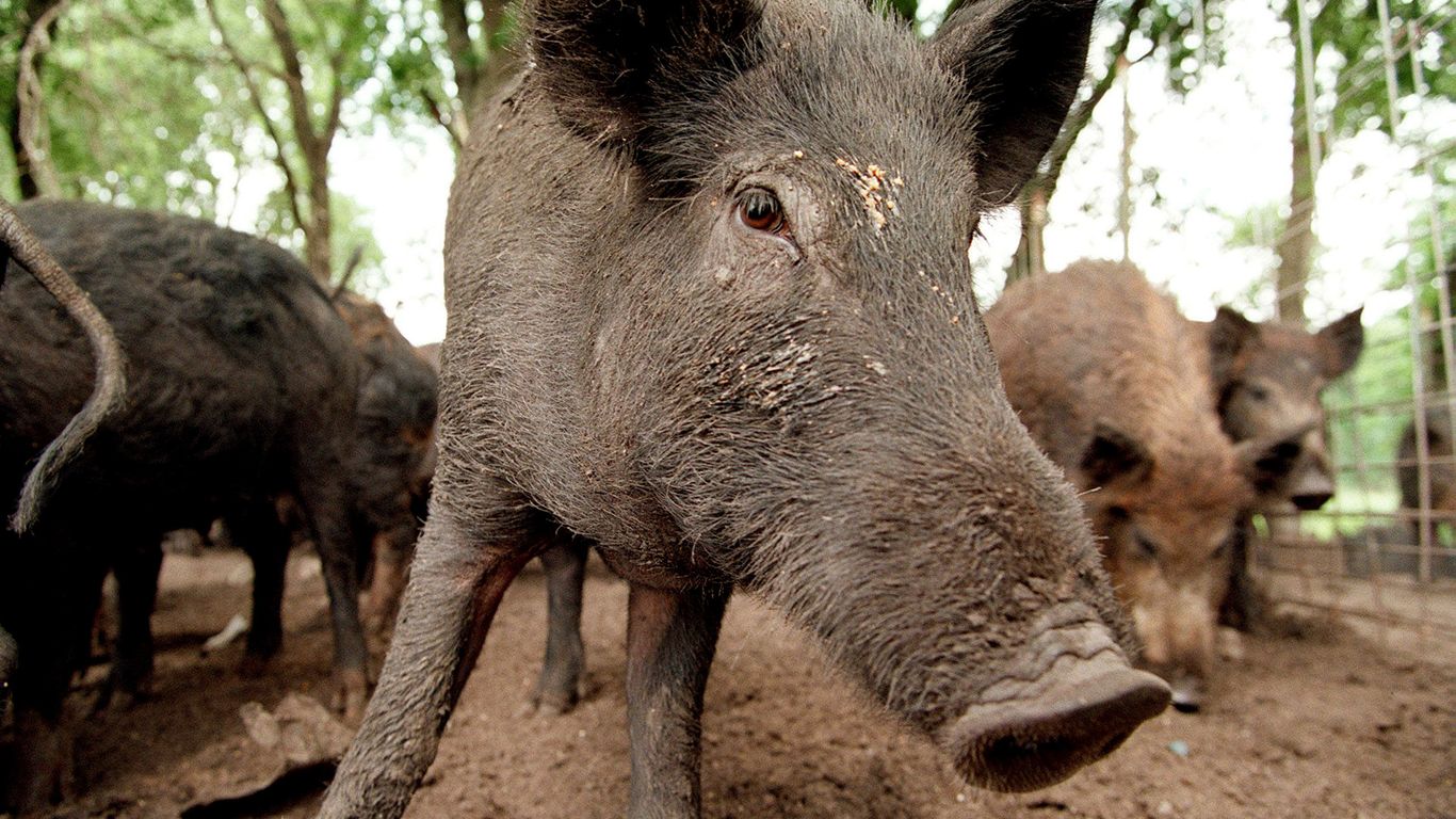 Canada's "super pigs" threaten to invade U.S.: States take action