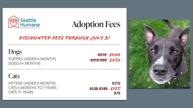 Seattle Humane lowers adoption fees through July 3 - Axios Seattle