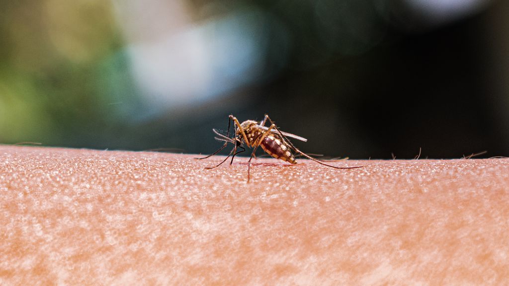 The rise in mosquito-spread malaria explained