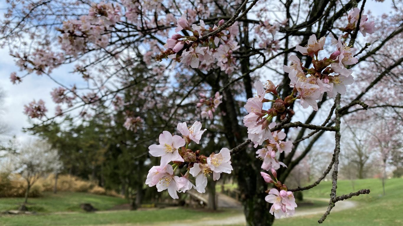 Where to find Japanese cherry blossoms in Columbus, Ohio - Axios Columbus