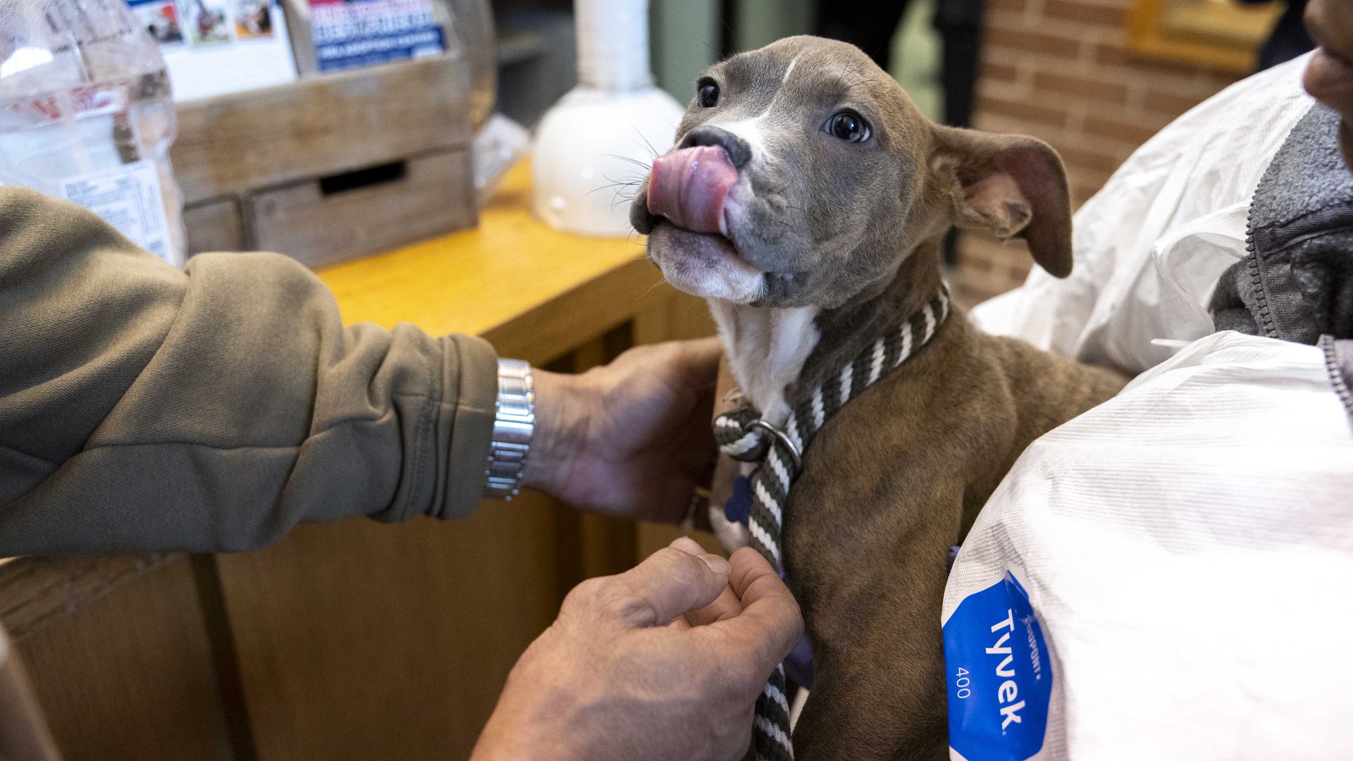 Pet adoptions and animal care services expanding in DC - Axios Washington D.C.