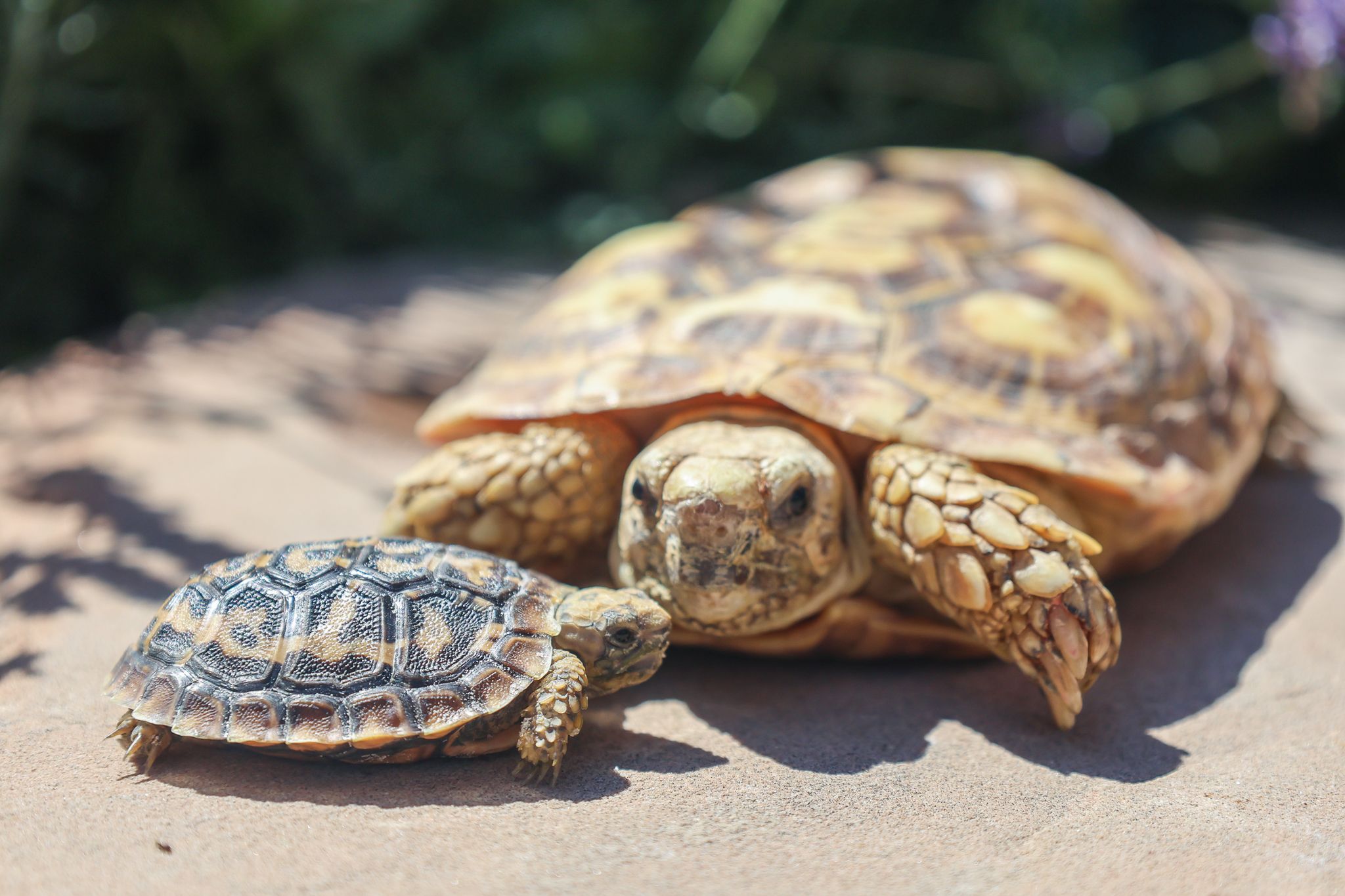 Denver Zoo reveals new name of baby pancake tortoise - Axios Denver