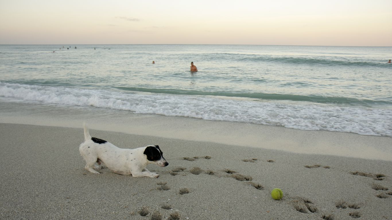 Miami Beach adds new dog beaches - Axios Miami