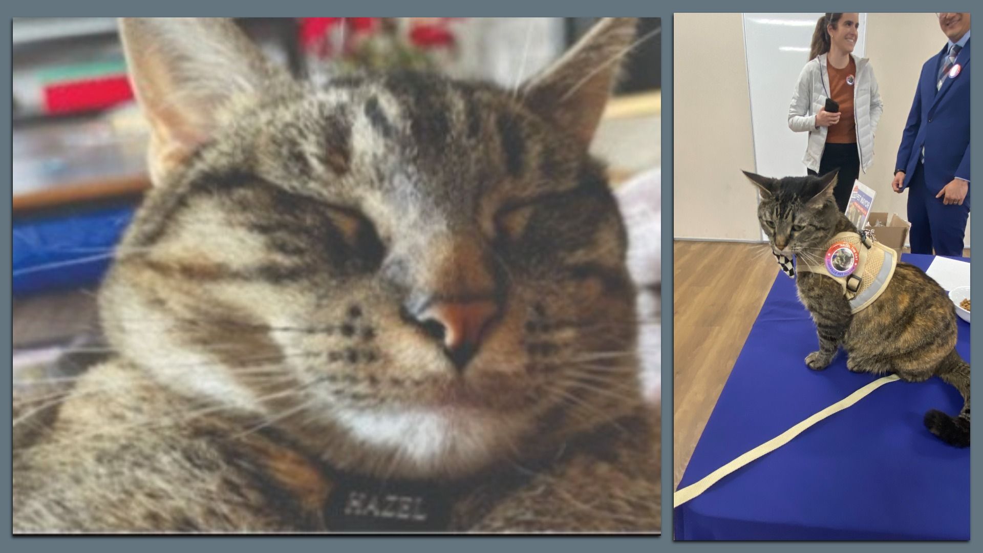 Colorado city elects Hazel the cat as pet mayor - Axios Boulder