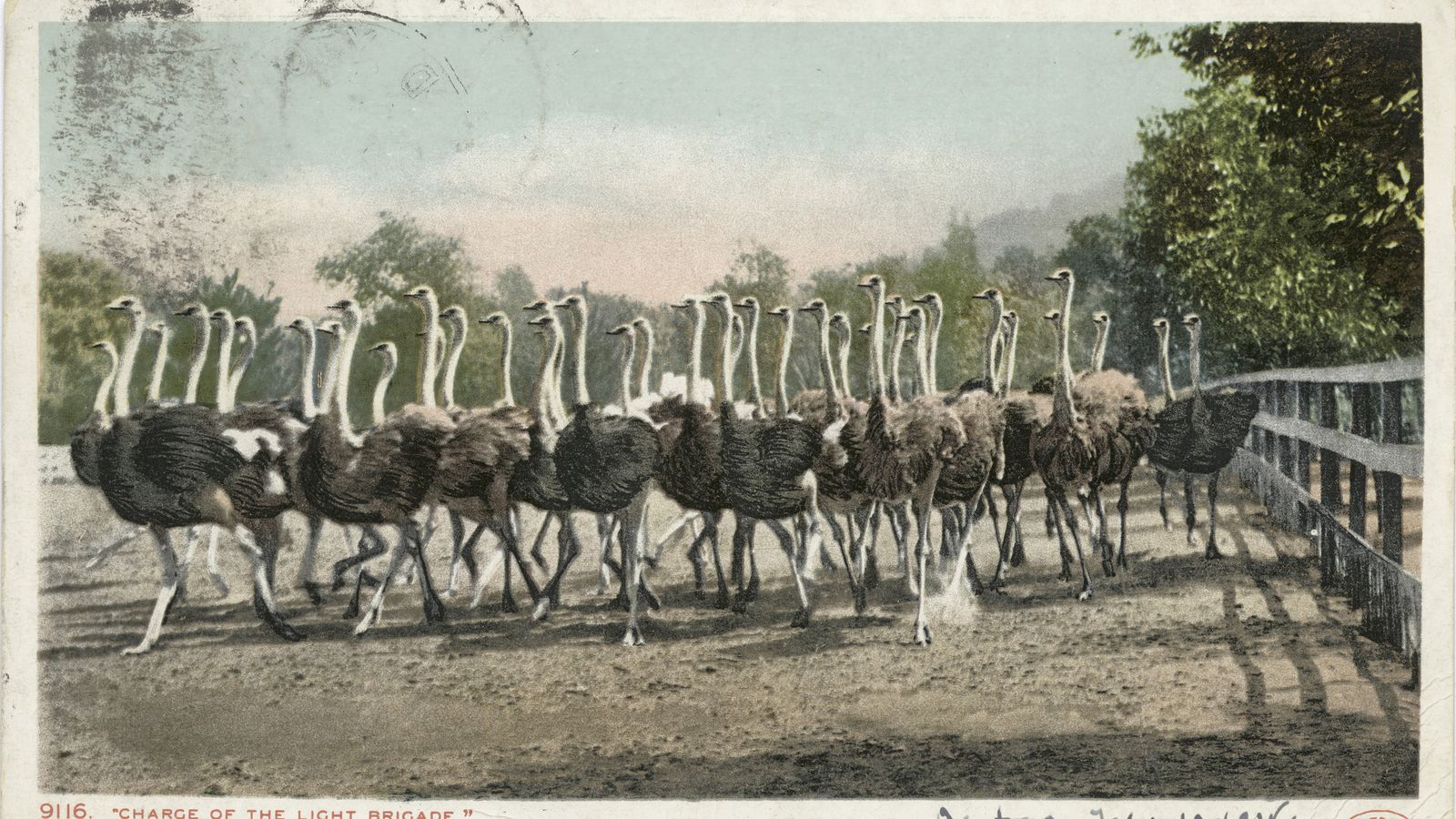 The rise and fall of San Francisco's Golden Gate Ostrich Farm - Axios ...