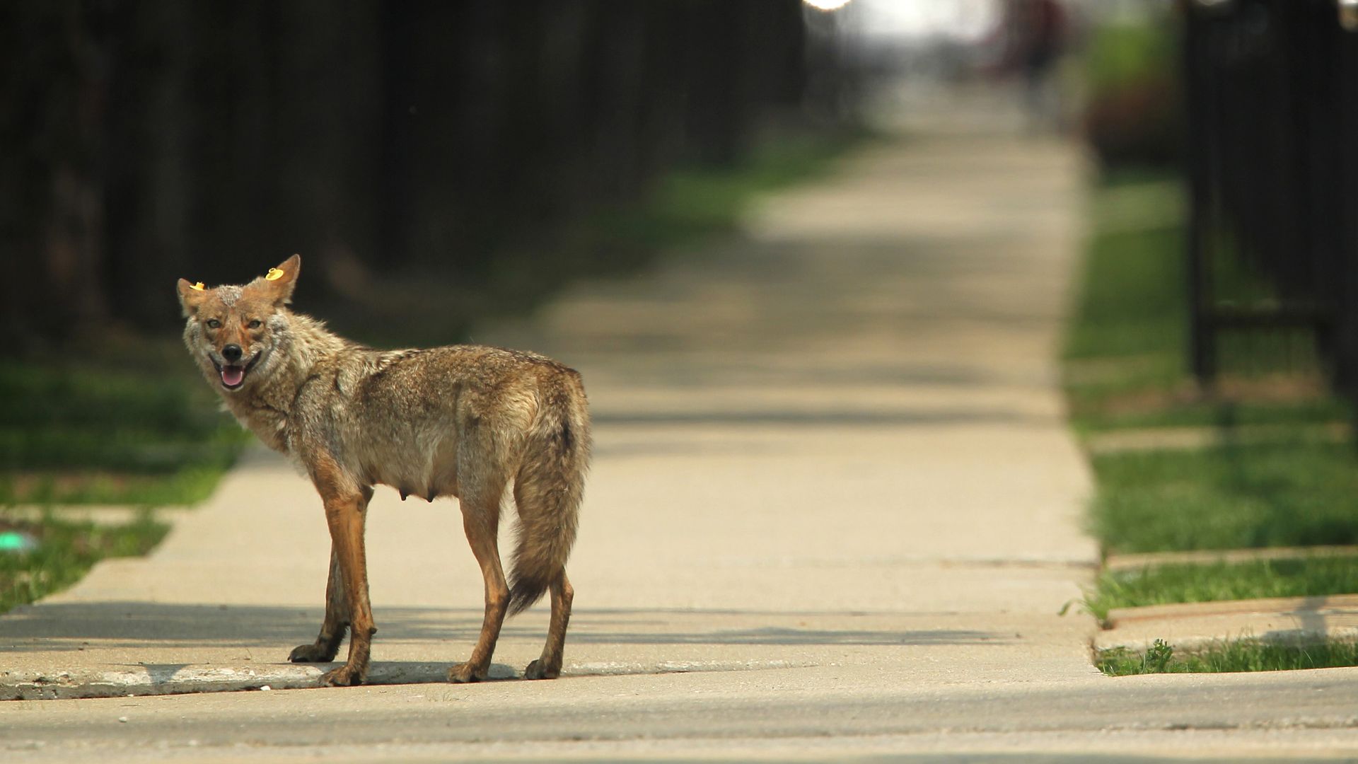 Get used to seeing coyotes - Axios Dallas